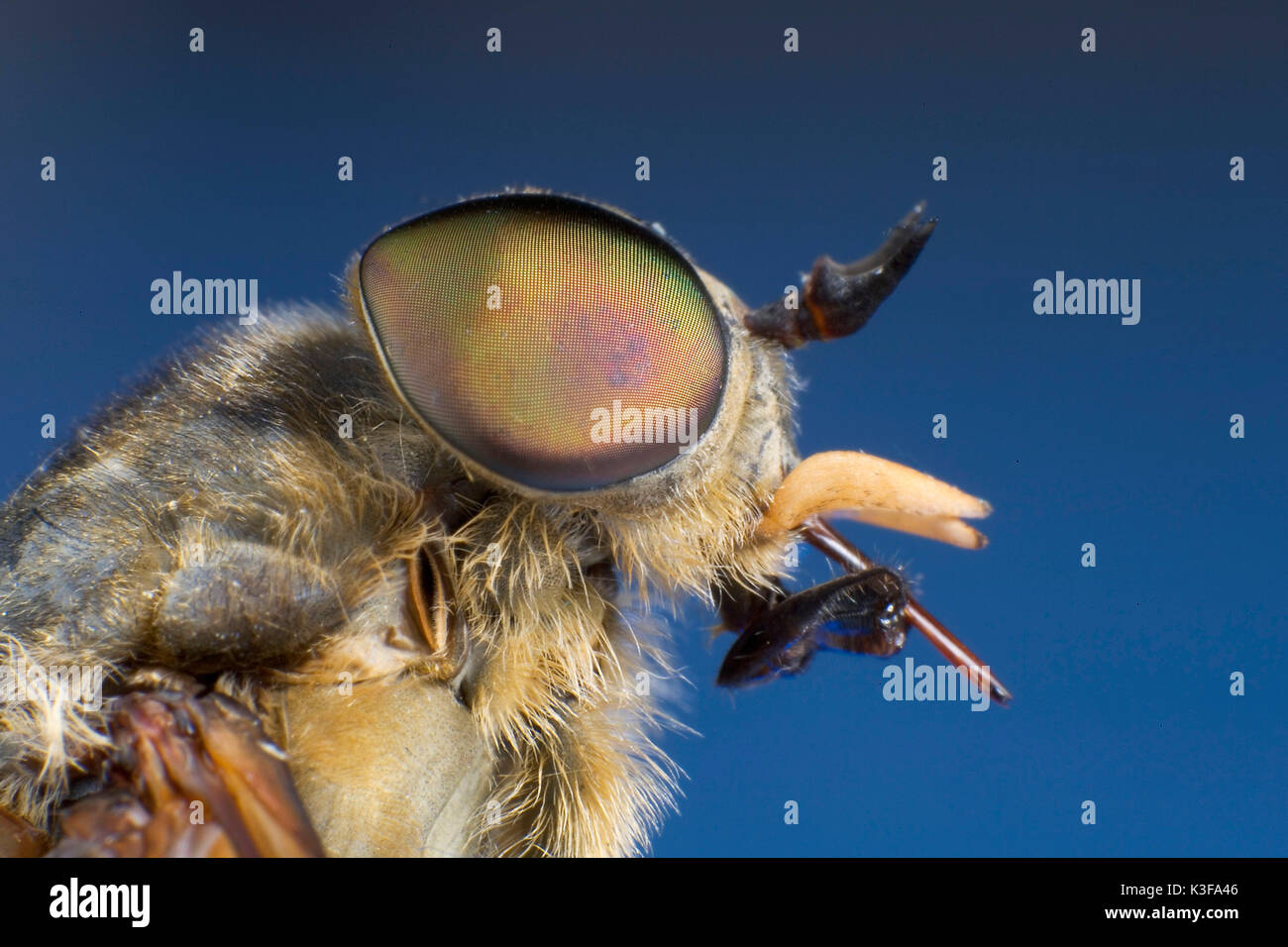 Colourful compound eyes hi-res stock photography and images - Alamy