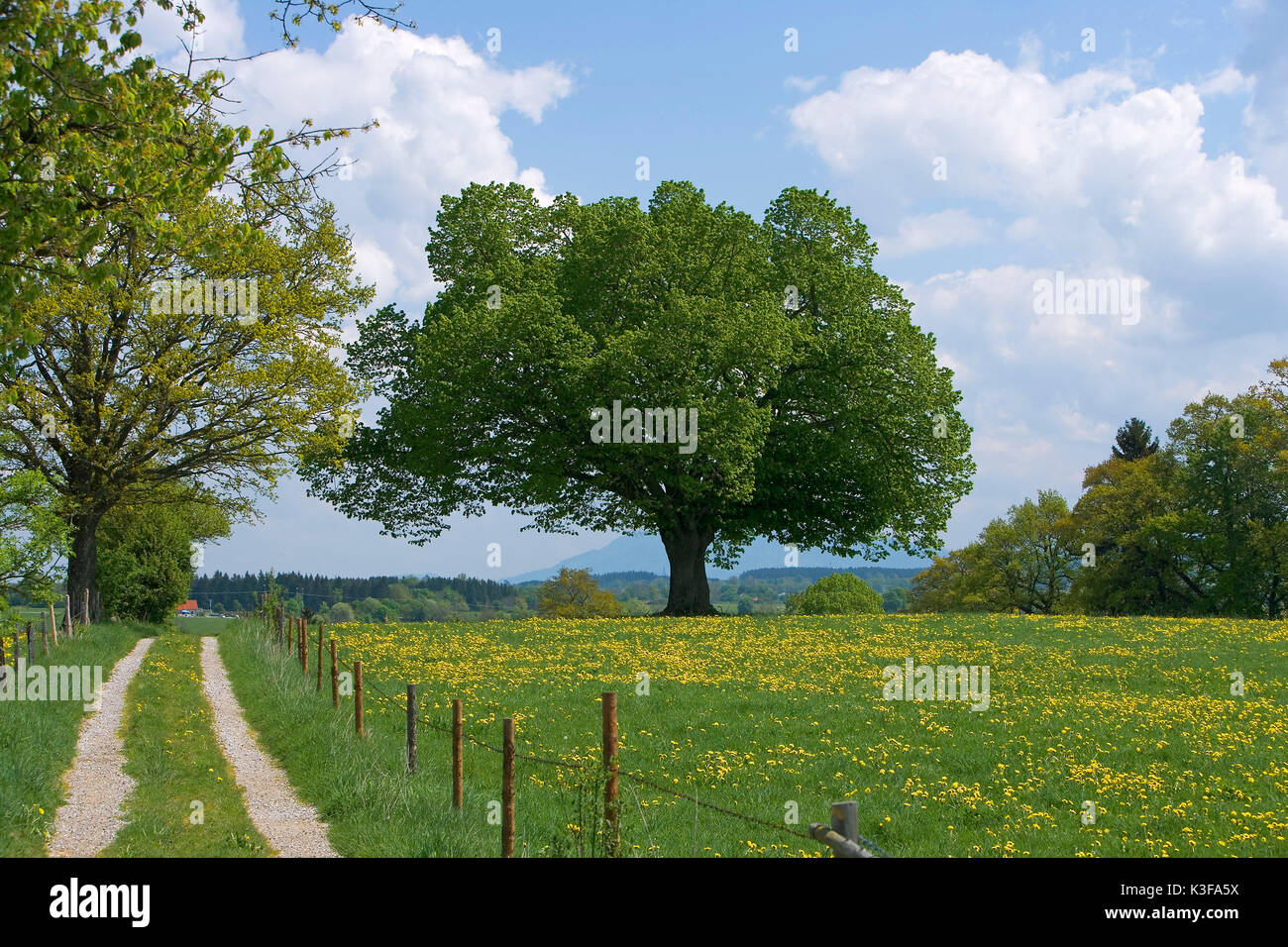Broad leaved lime tree hi-res stock photography and images - Alamy
