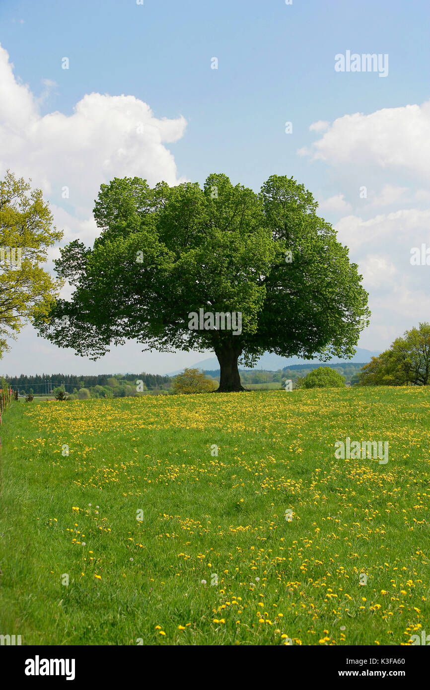 Single lime hi-res stock photography and images - Alamy