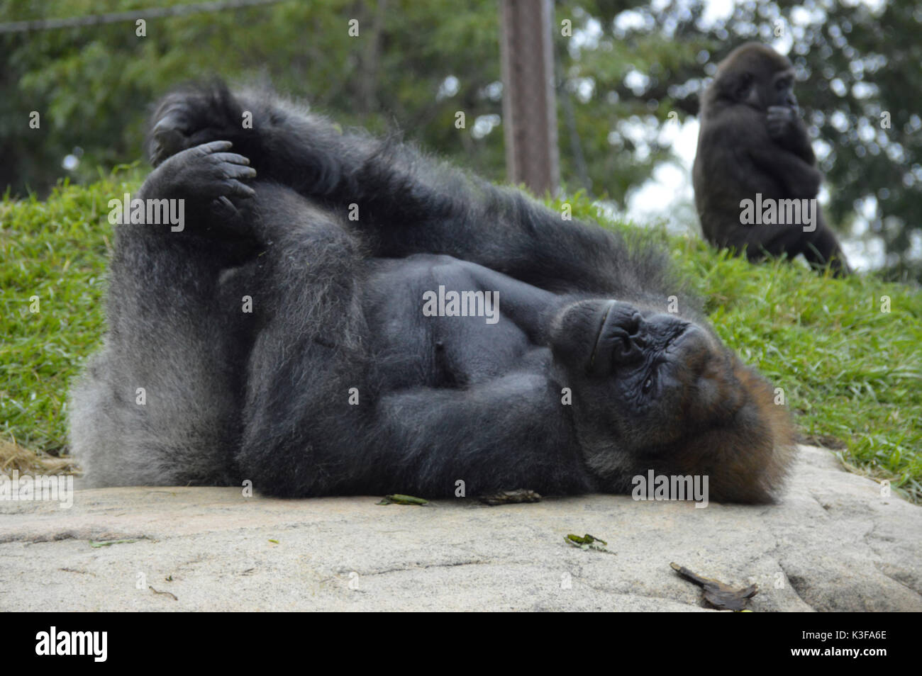 Dad and daughter gorilla in the outdoors Stock Photo - Alamy