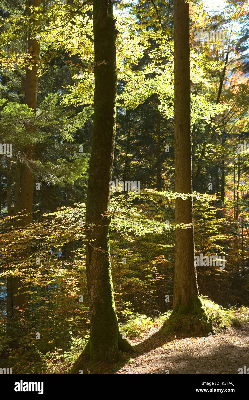 Wood in autumn Stock Photo - Alamy