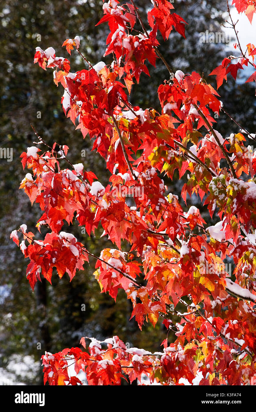 Fire red leaves hi-res stock photography and images - Alamy