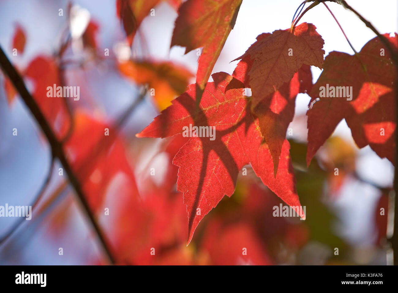 Fire leaved hi-res stock photography and images - Alamy
