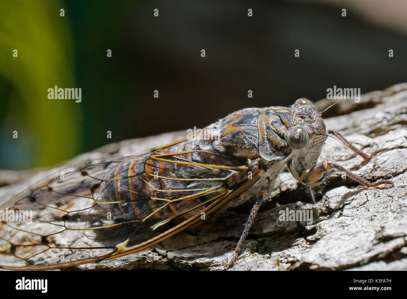 Song cicada (Cicadidae) on bark Stock Photo - Alamy