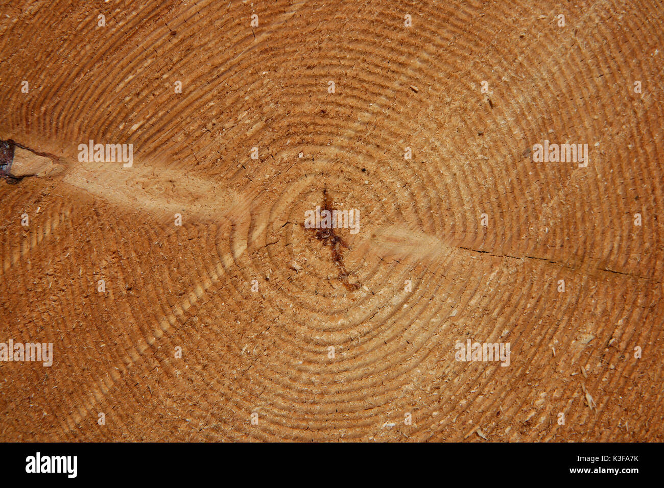 Tree cross section hi-res stock photography and images - Alamy