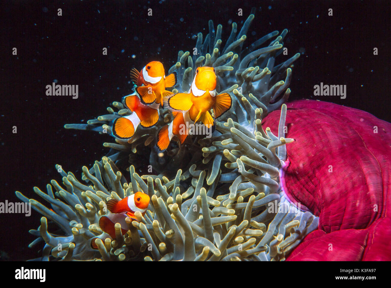 Anemone fish hi-res stock photography and images - Alamy