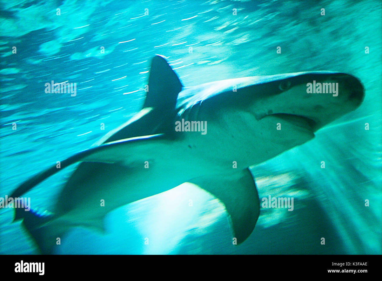 Shark fish hi-res stock photography and images - Alamy