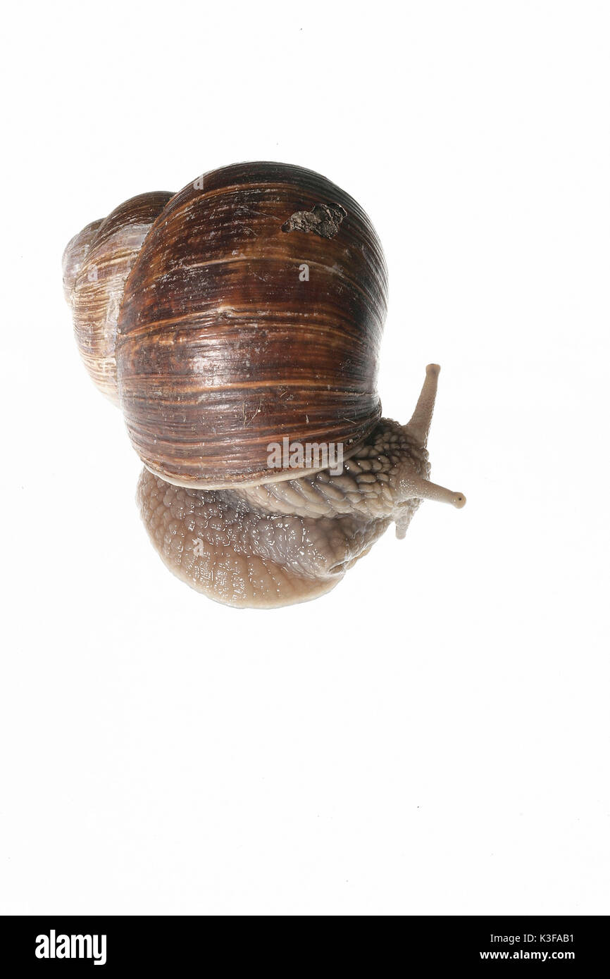 Snail head hi-res stock photography and images - Alamy