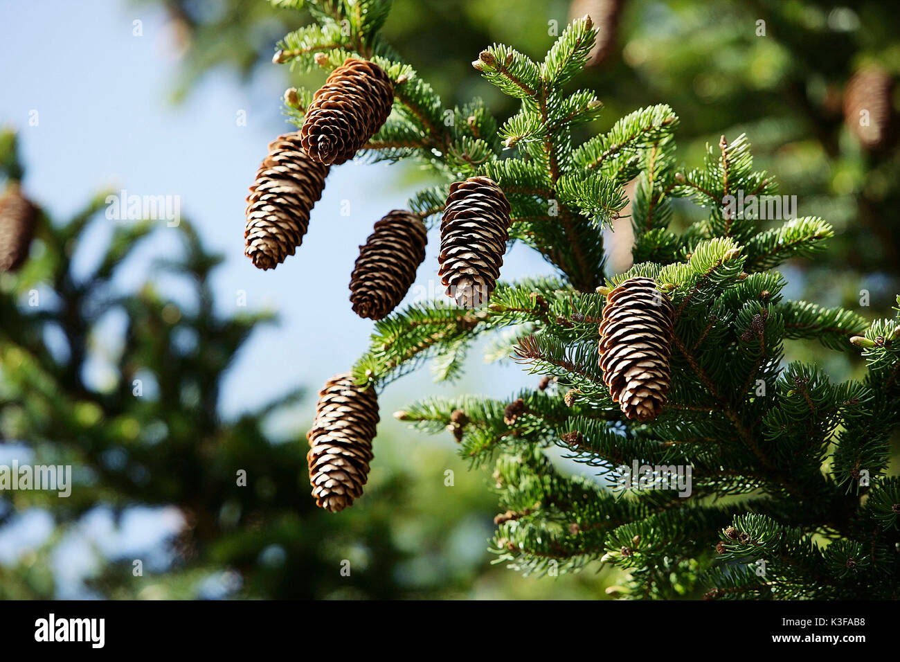 Fir cones hi-res stock photography and images - Alamy