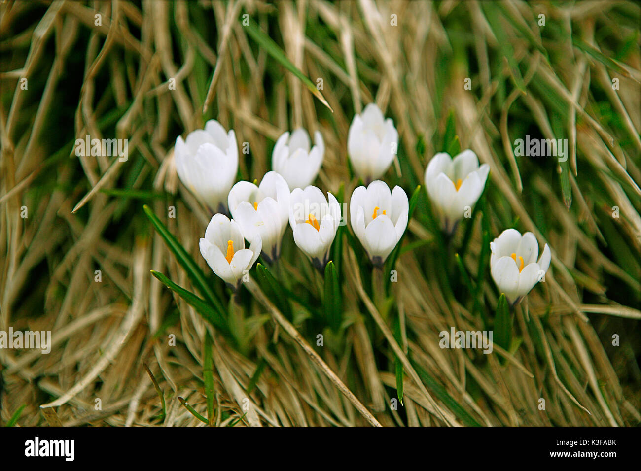 White crocuses hi-res stock photography and images - Alamy