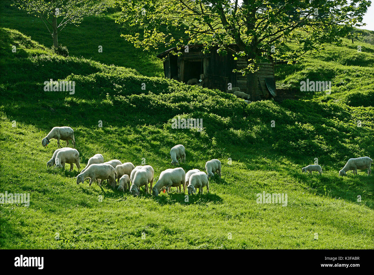 Flock sheep on meadow herd hi-res stock photography and images - Alamy