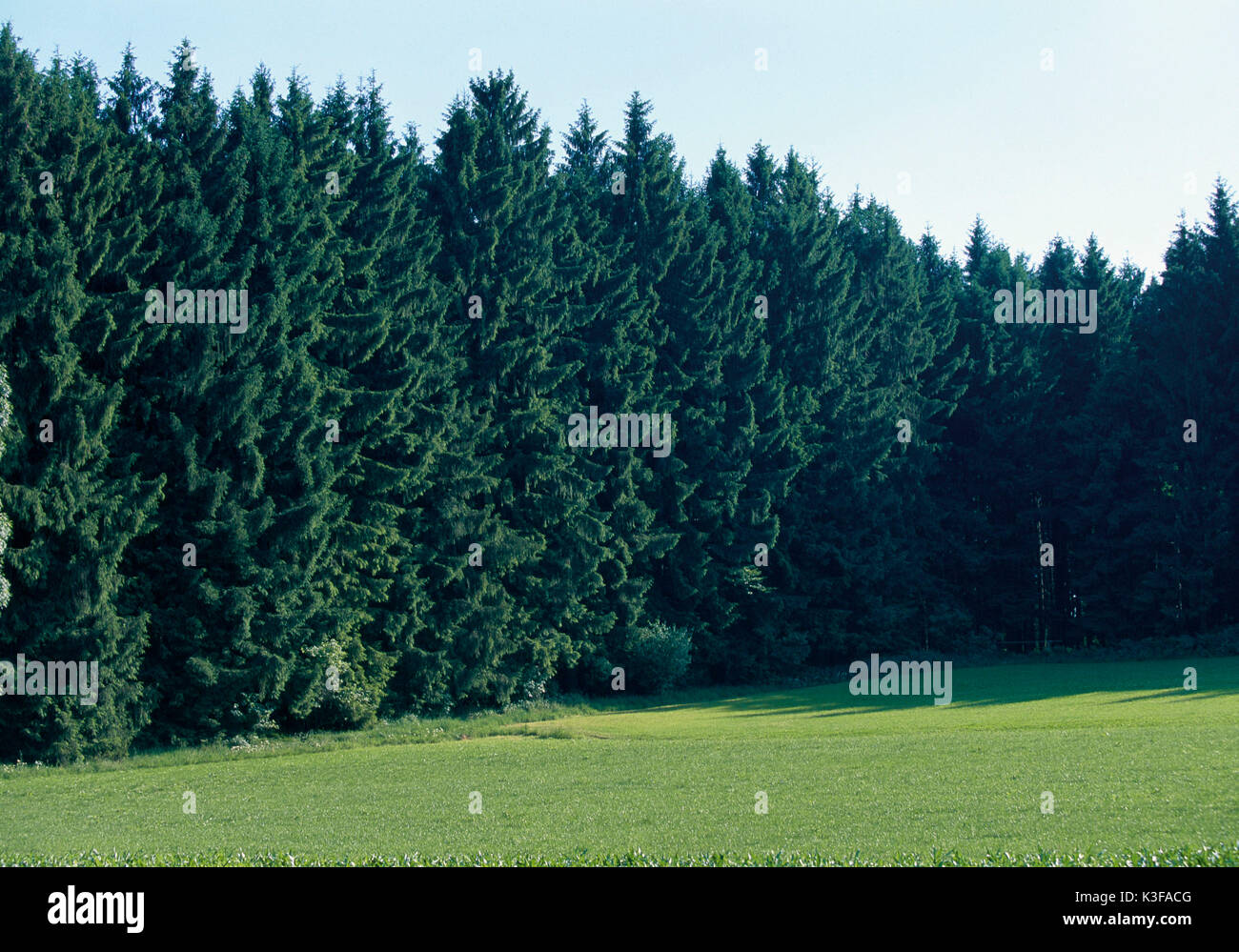 Conifers edge forest hi-res stock photography and images - Alamy