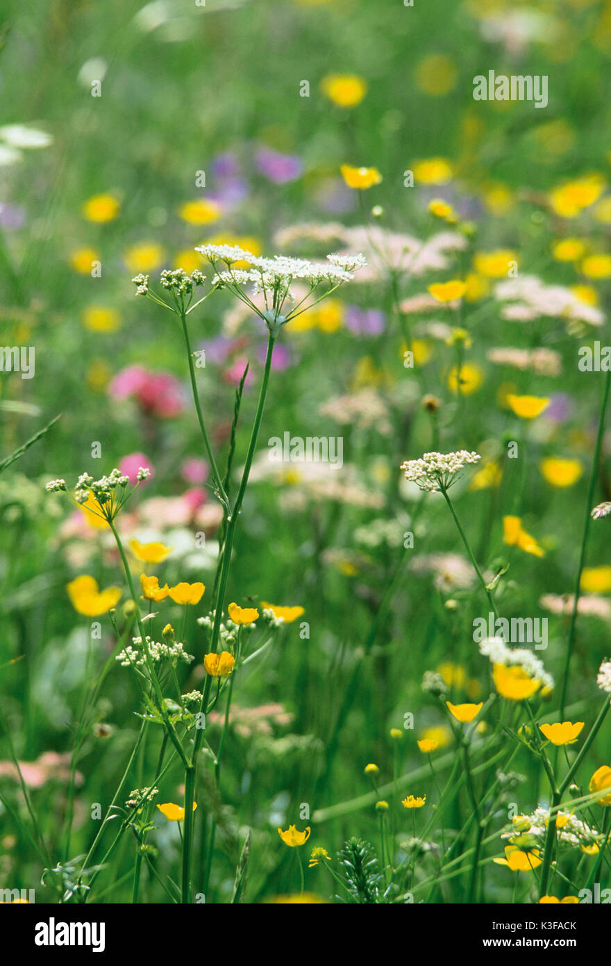 Meadow with flowers hi-res stock photography and images - Alamy
