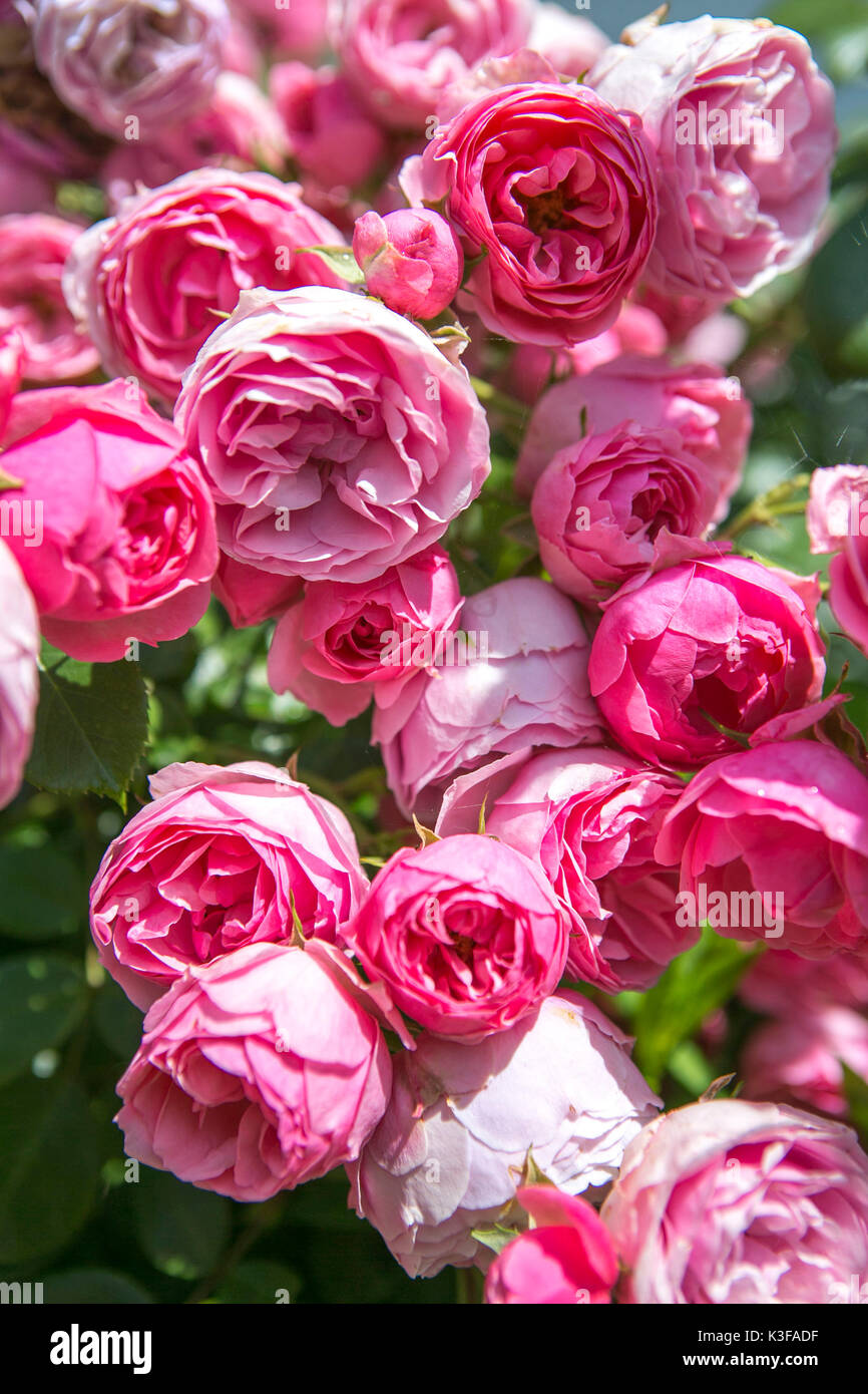 Pomponella rose hi-res stock photography and images - Alamy