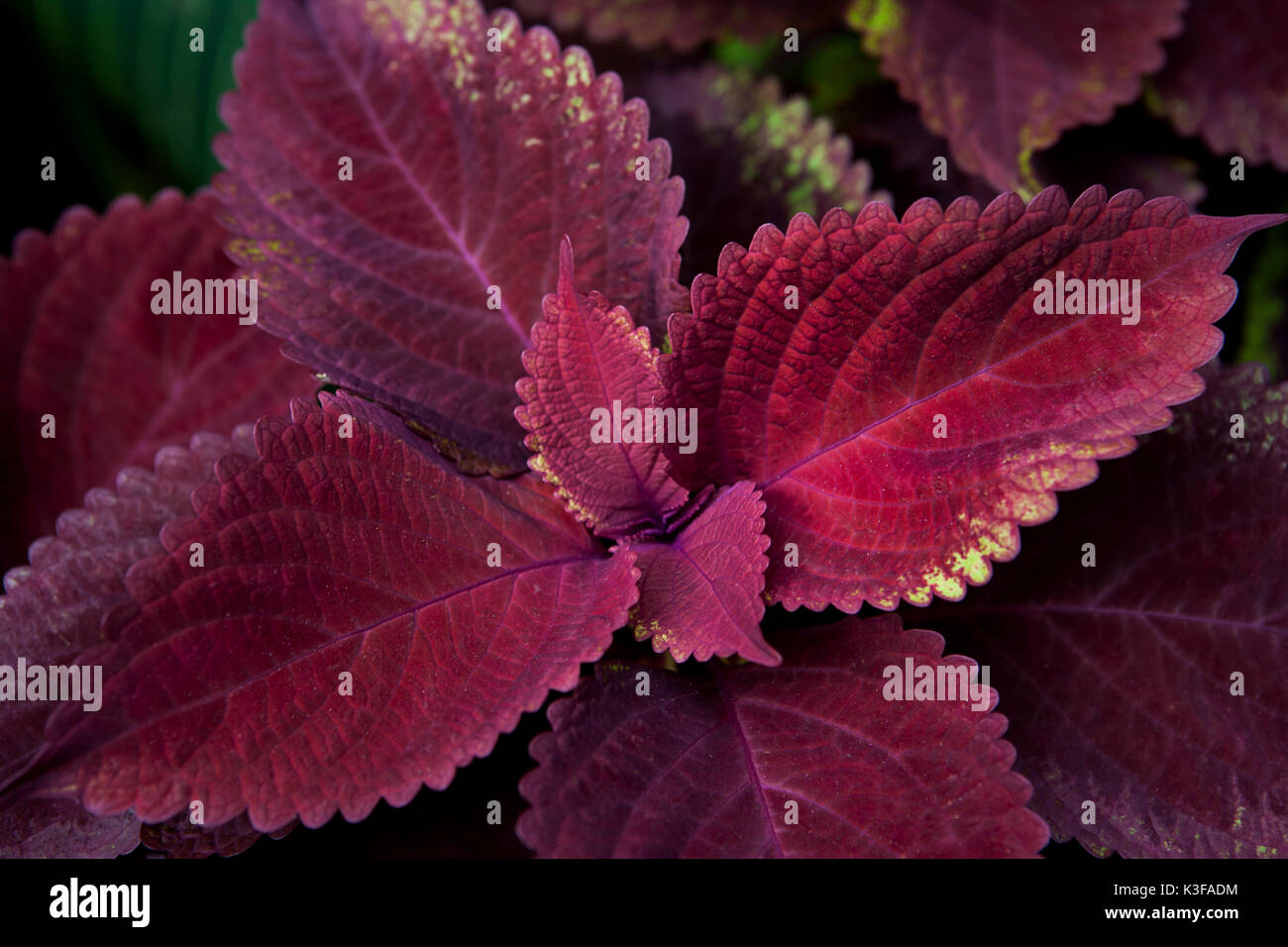 Coleus red plant hi-res stock photography and images - Alamy