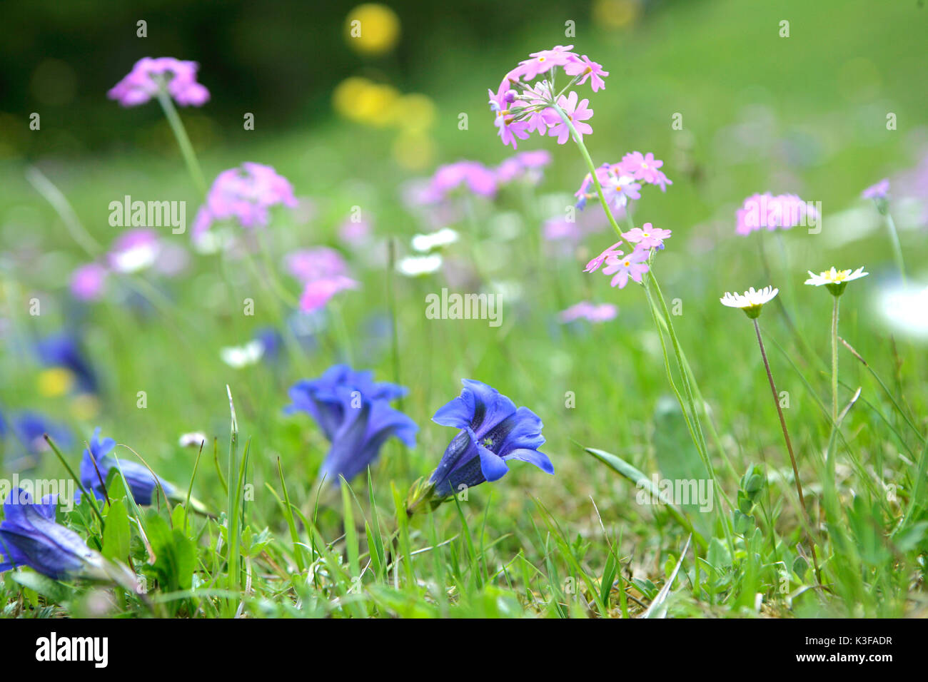 Mountain meadow with spring flowers hi-res stock photography and images ...