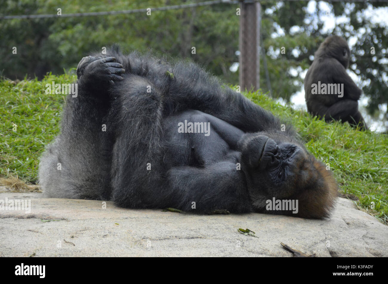 Dad and daughter gorilla in the outdoors Stock Photo - Alamy