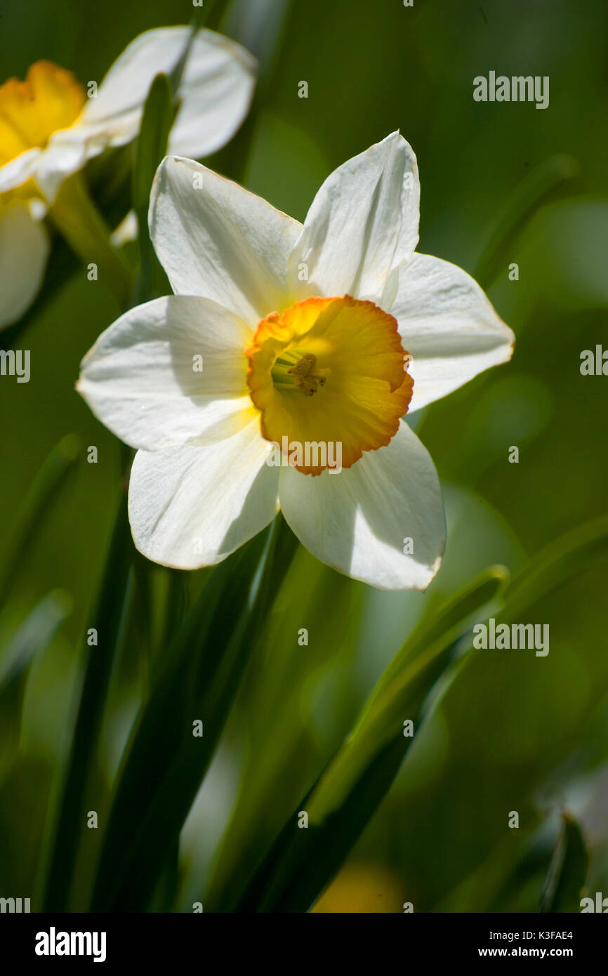 White daffodil hi-res stock photography and images - Alamy