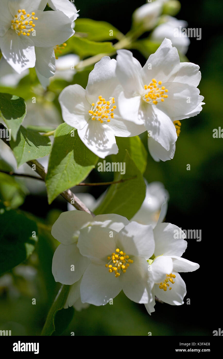 Jasmine jasminum officinale hi-res stock photography and images - Alamy
