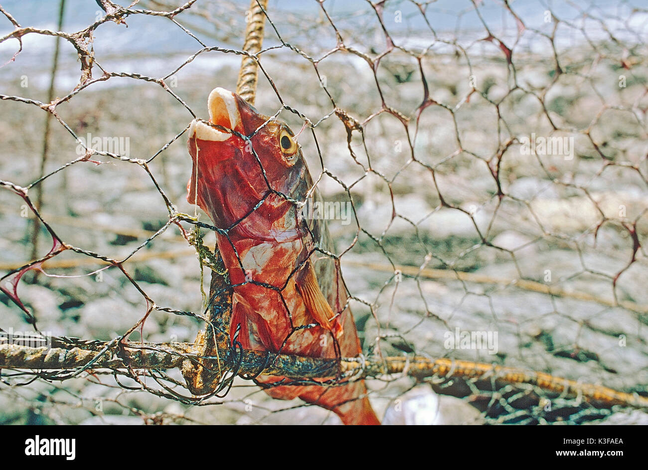 Dead fish net hi-res stock photography and images - Alamy