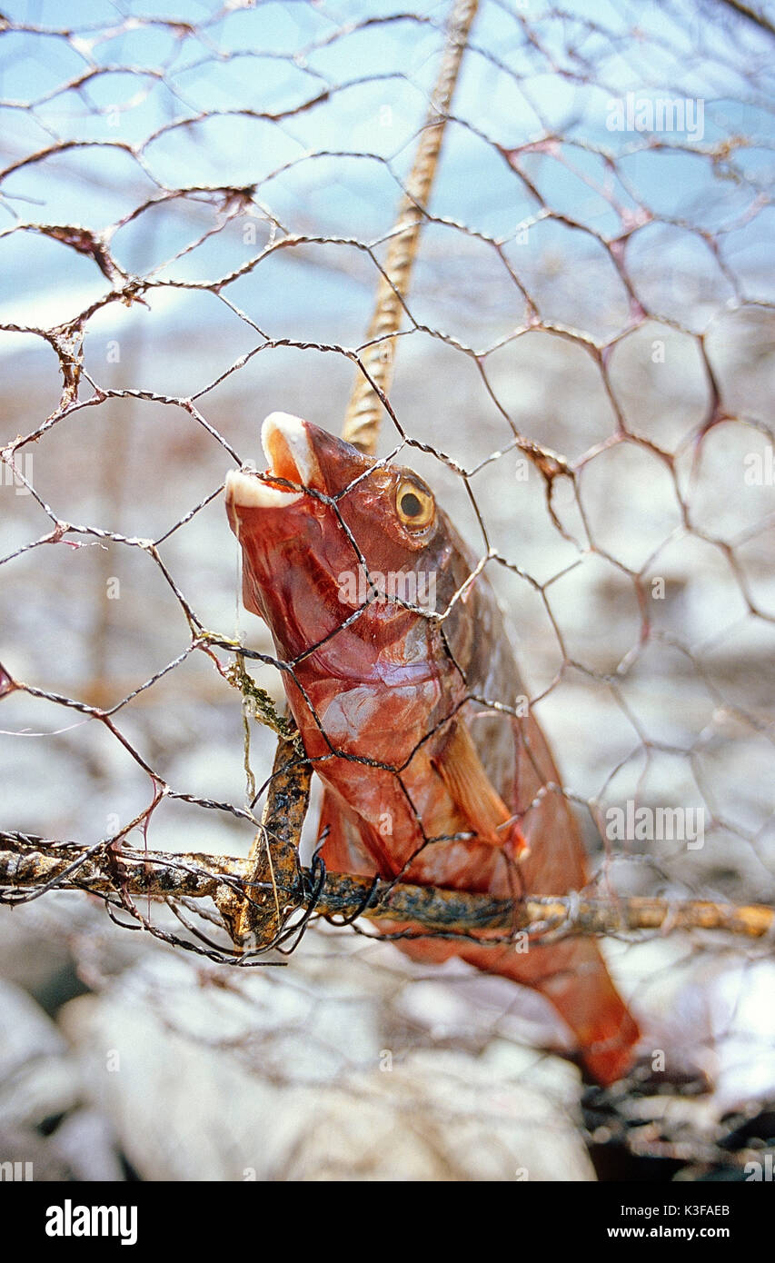 Dead fish at the fishingnet Stock Photo - Alamy