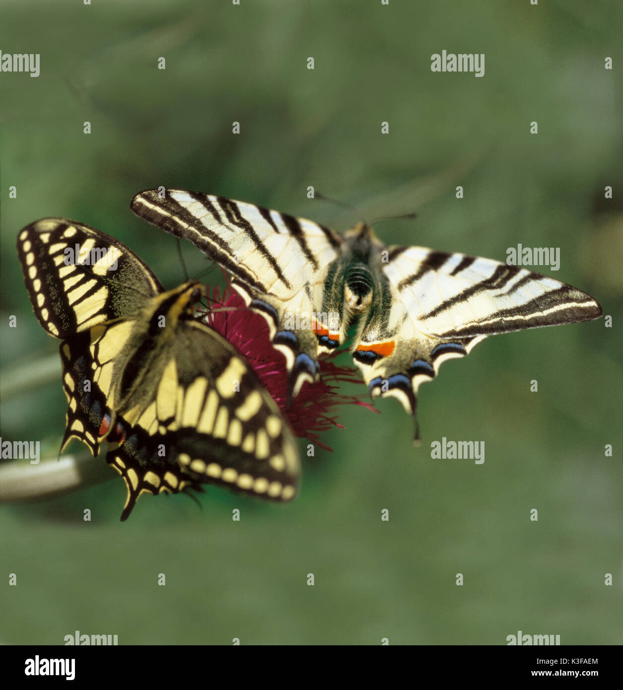 Two butterfly hi-res stock photography and images - Alamy