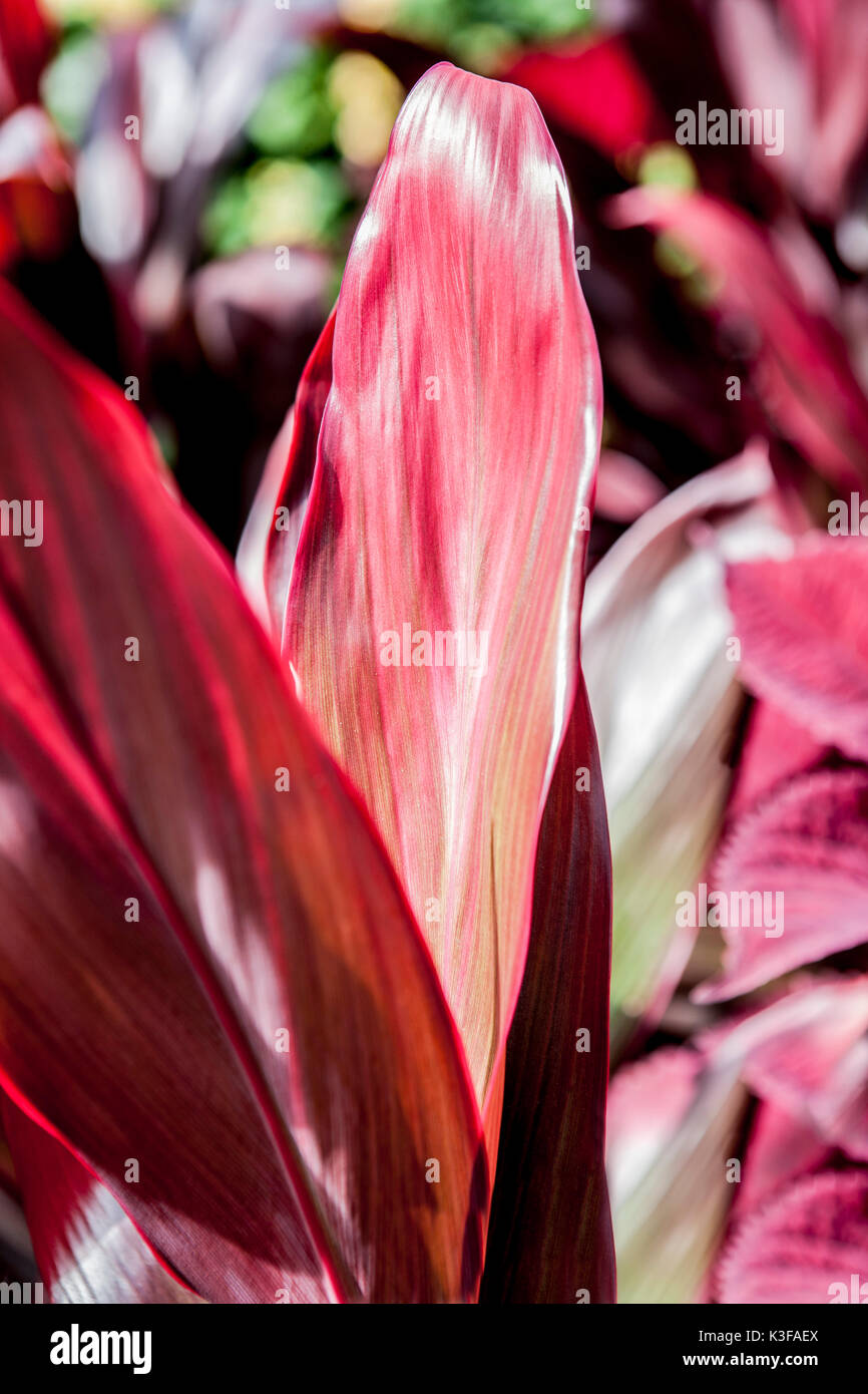 Red banana hi-res stock photography and images - Alamy