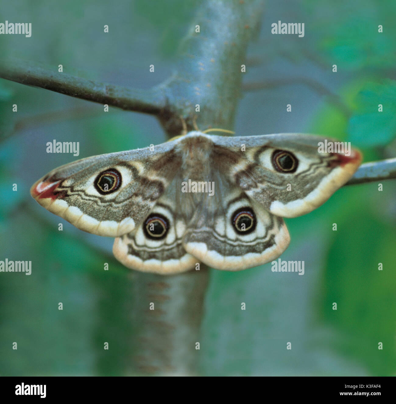 Night butterfly hi-res stock photography and images - Alamy