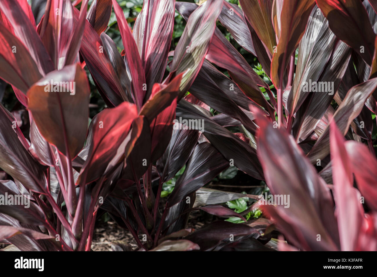 Red banana hi-res stock photography and images - Alamy