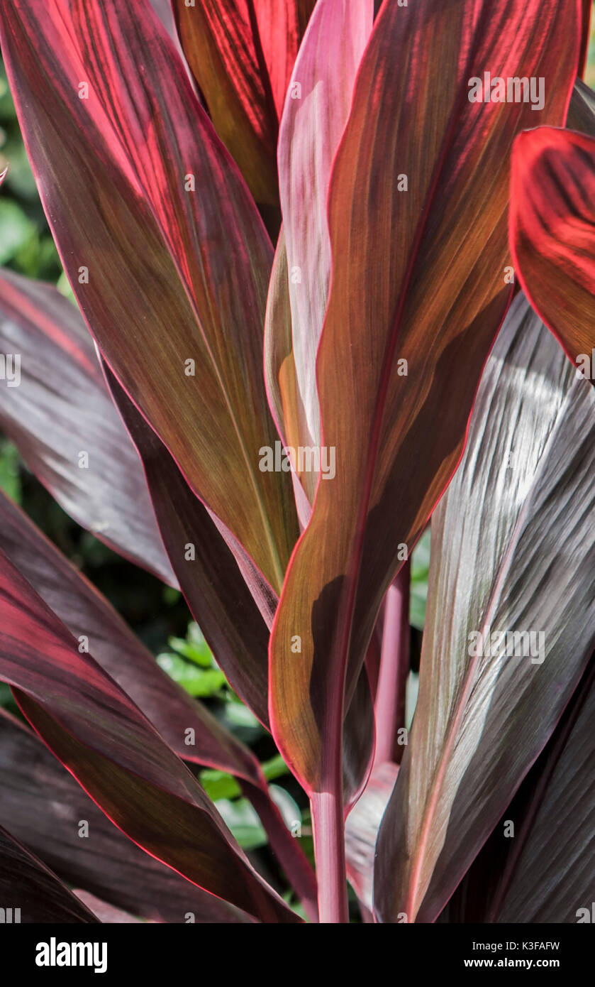 Red Banana Leaf Plant 5 Stock Photo - Alamy