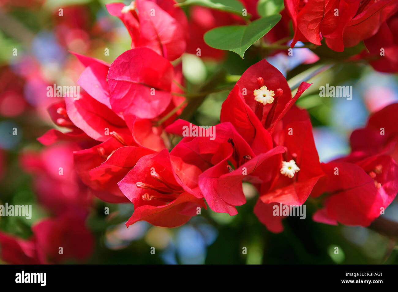 Sore flower plant hi-res stock photography and images - Alamy