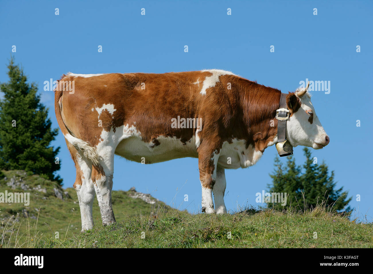 Blue cow hi-res stock photography and images - Alamy
