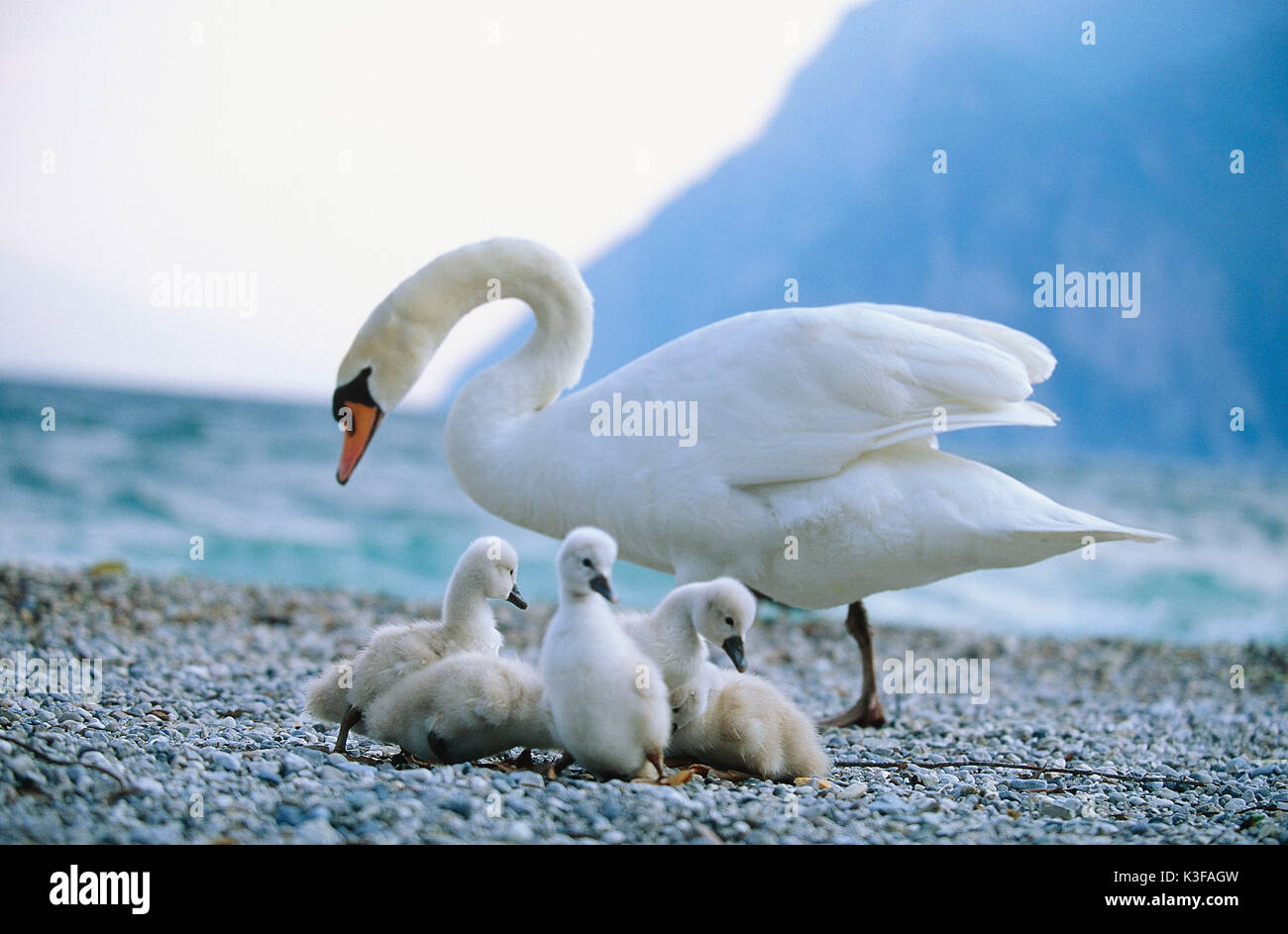 Birds of instinct hi-res stock photography and images - Alamy