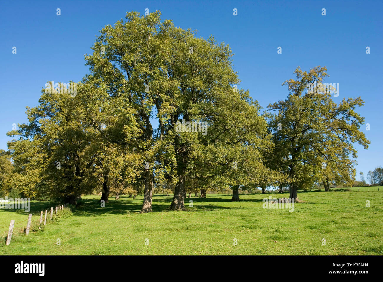 Oaks group hi-res stock photography and images - Alamy