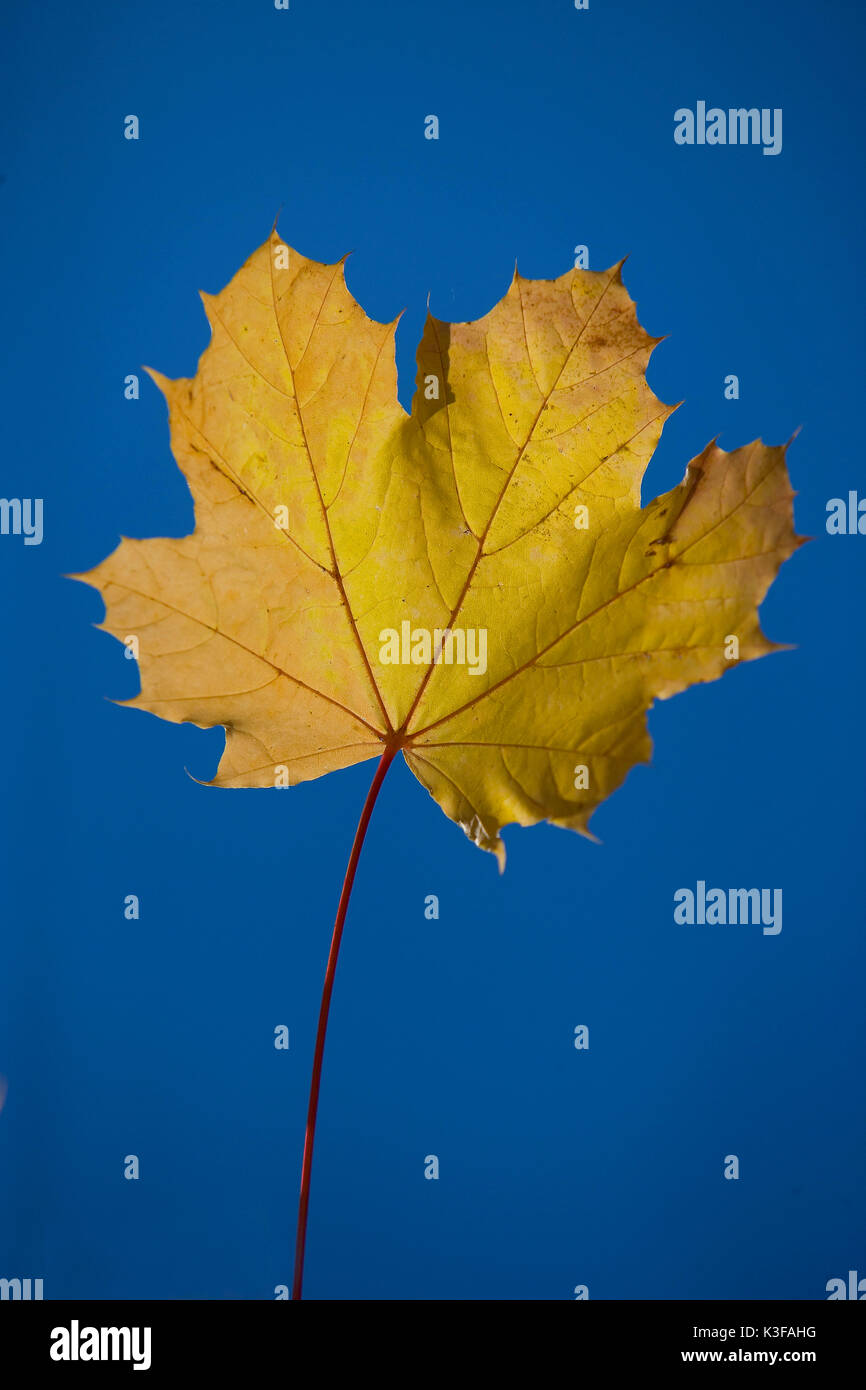 Colourful maple leaf hi-res stock photography and images - Alamy