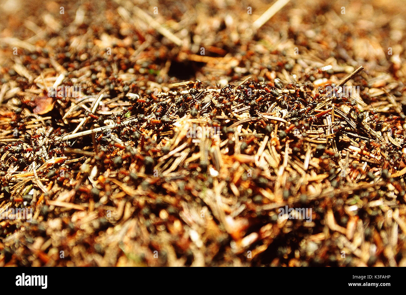 Ant hills hi-res stock photography and images - Alamy