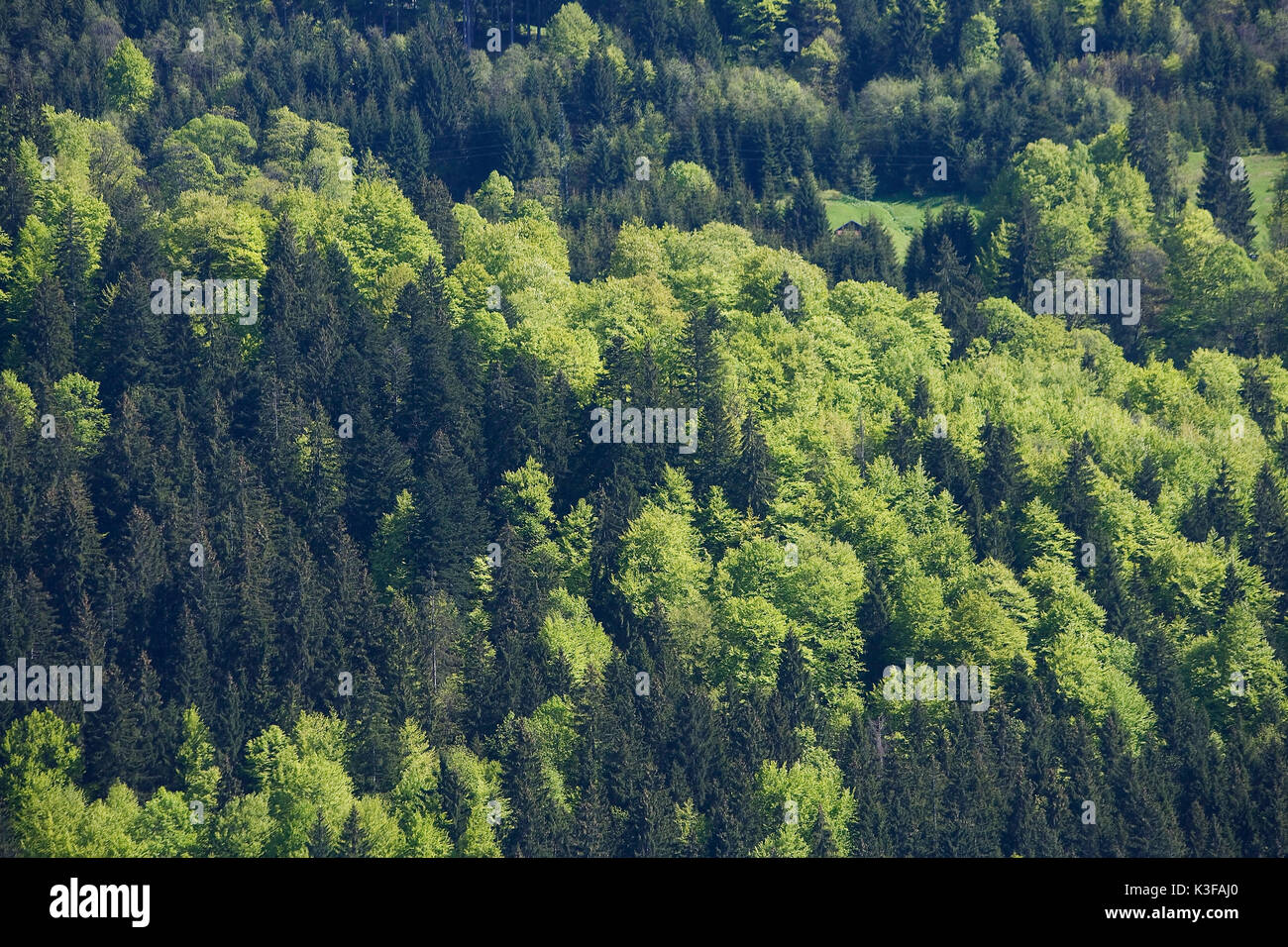 Edge of the forest in the spring Stock Photo - Alamy