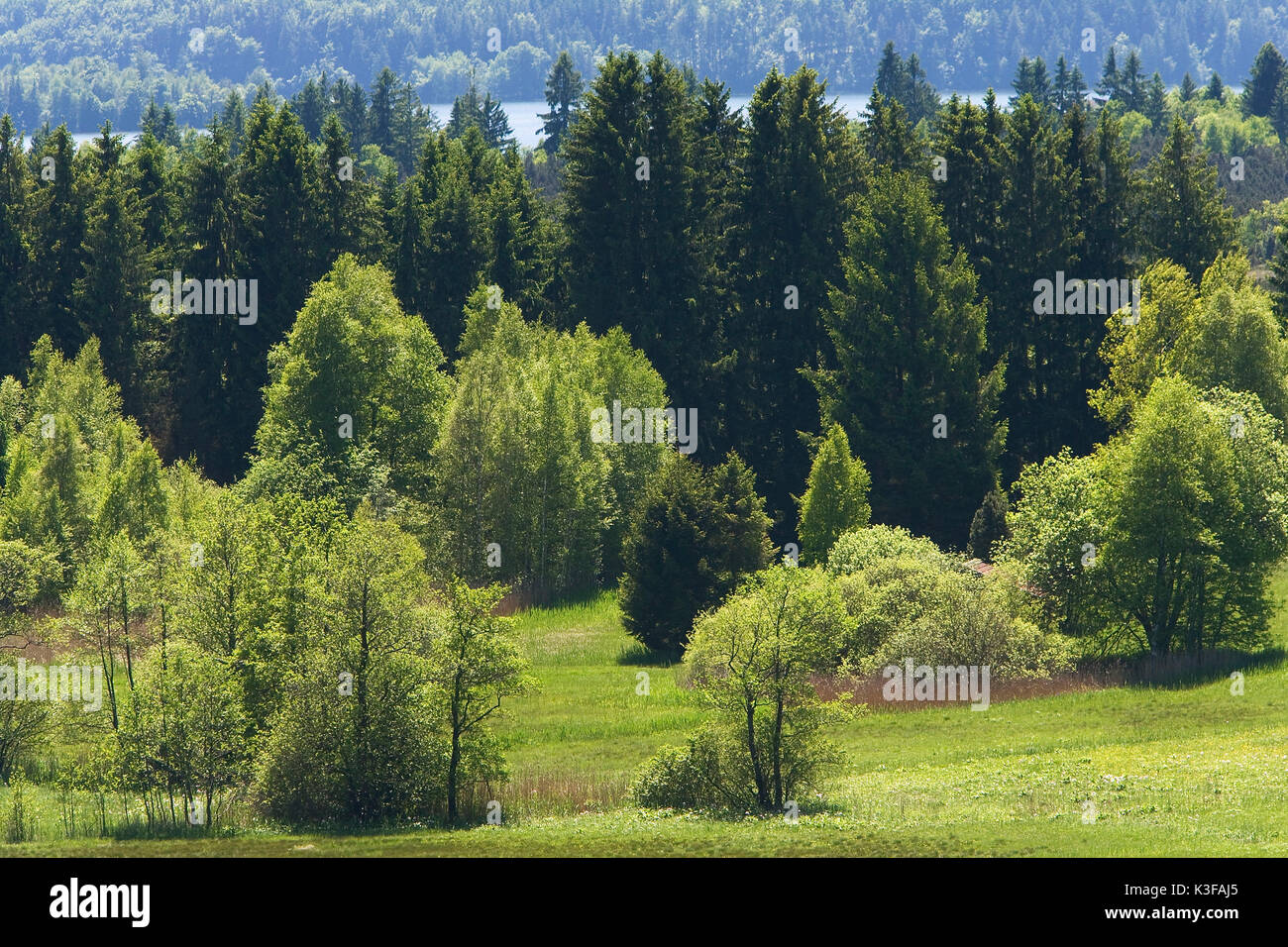 Edge of the forest Stock Photo - Alamy