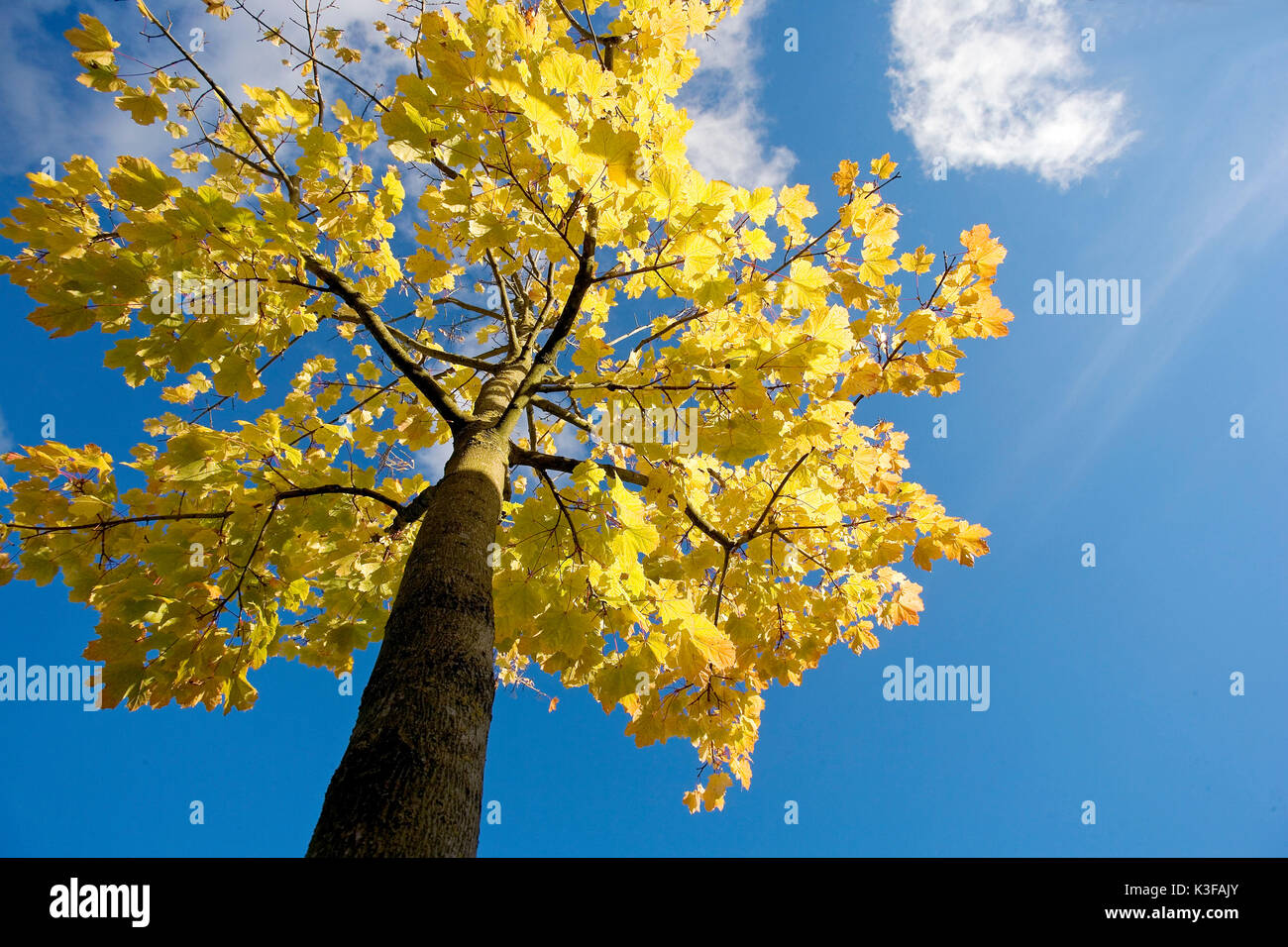 Below the maple hi-res stock photography and images - Alamy