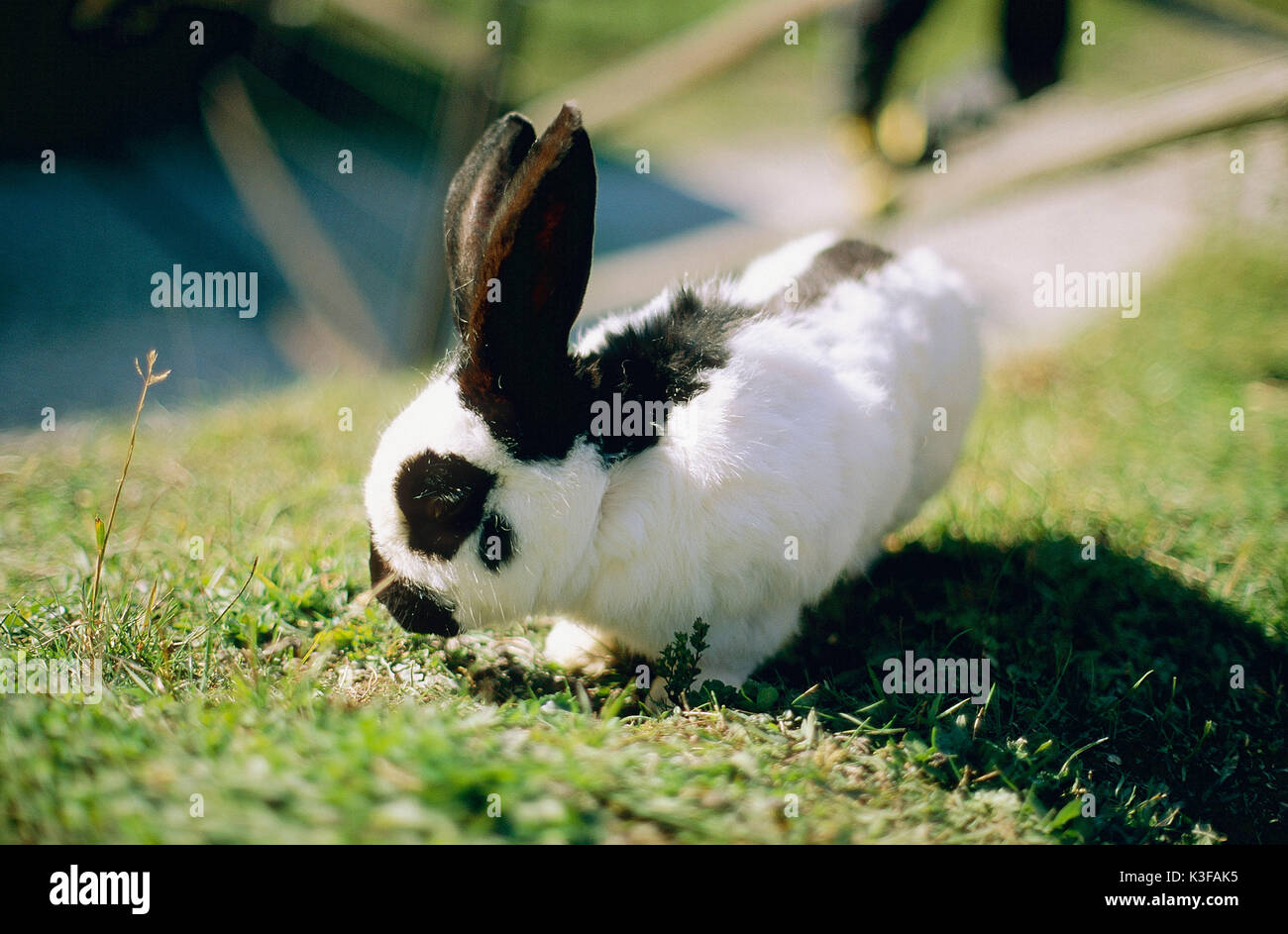 White hare hi-res stock photography and images - Alamy