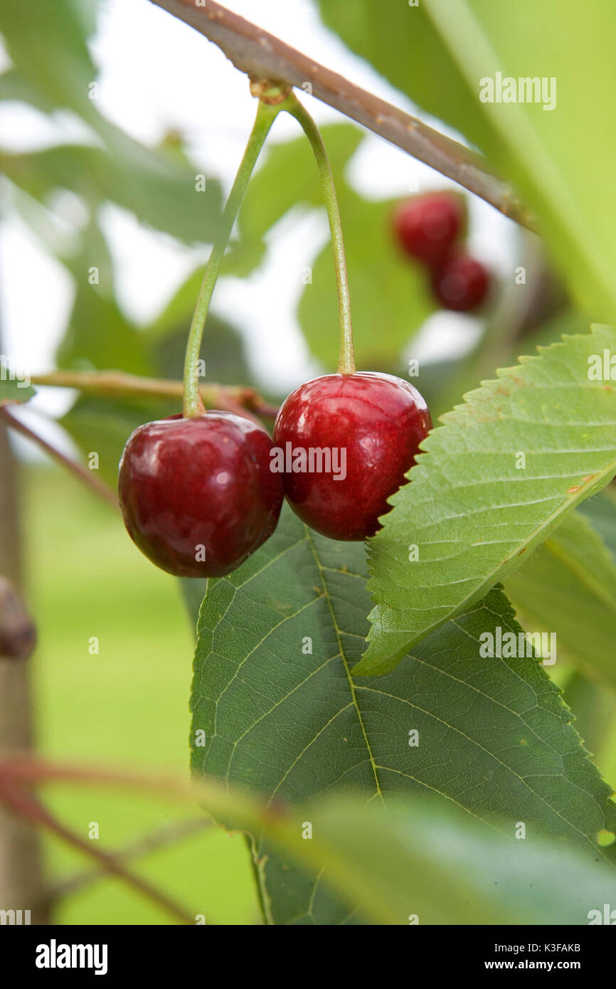 Cherries of the tree hi-res stock photography and images - Alamy