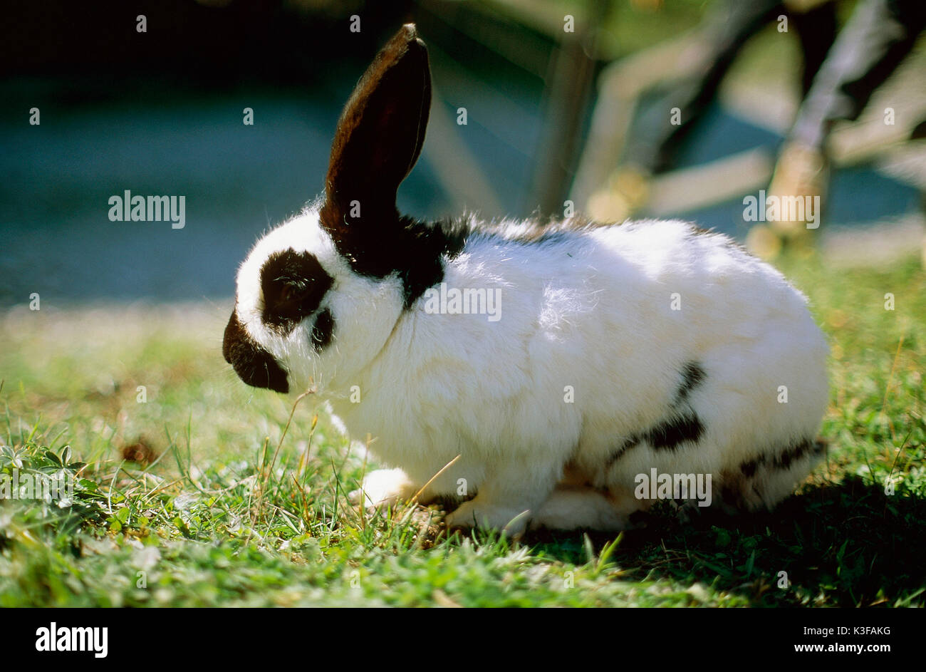 White hare hi-res stock photography and images - Alamy