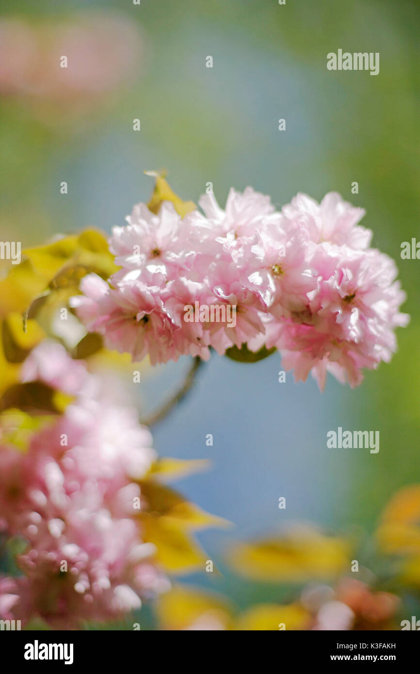 Cherry blossom details hi-res stock photography and images - Alamy