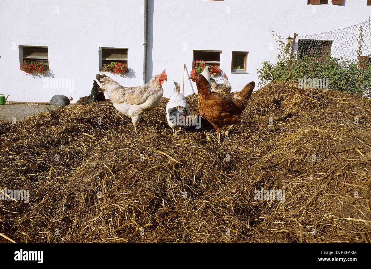 Dunghill fowl hi-res stock photography and images - Alamy