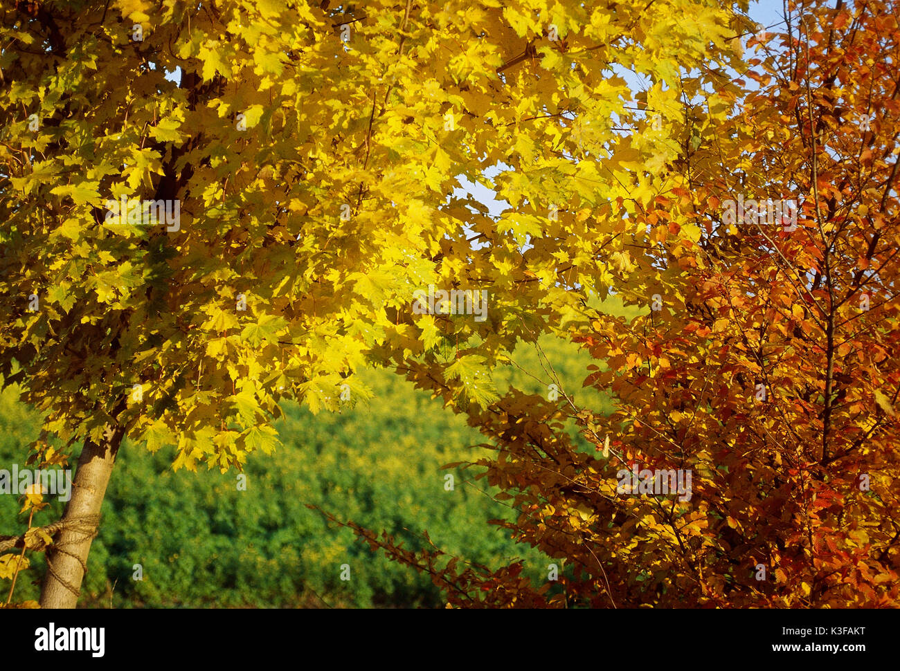 Maple beeches in autumn hi-res stock photography and images - Alamy