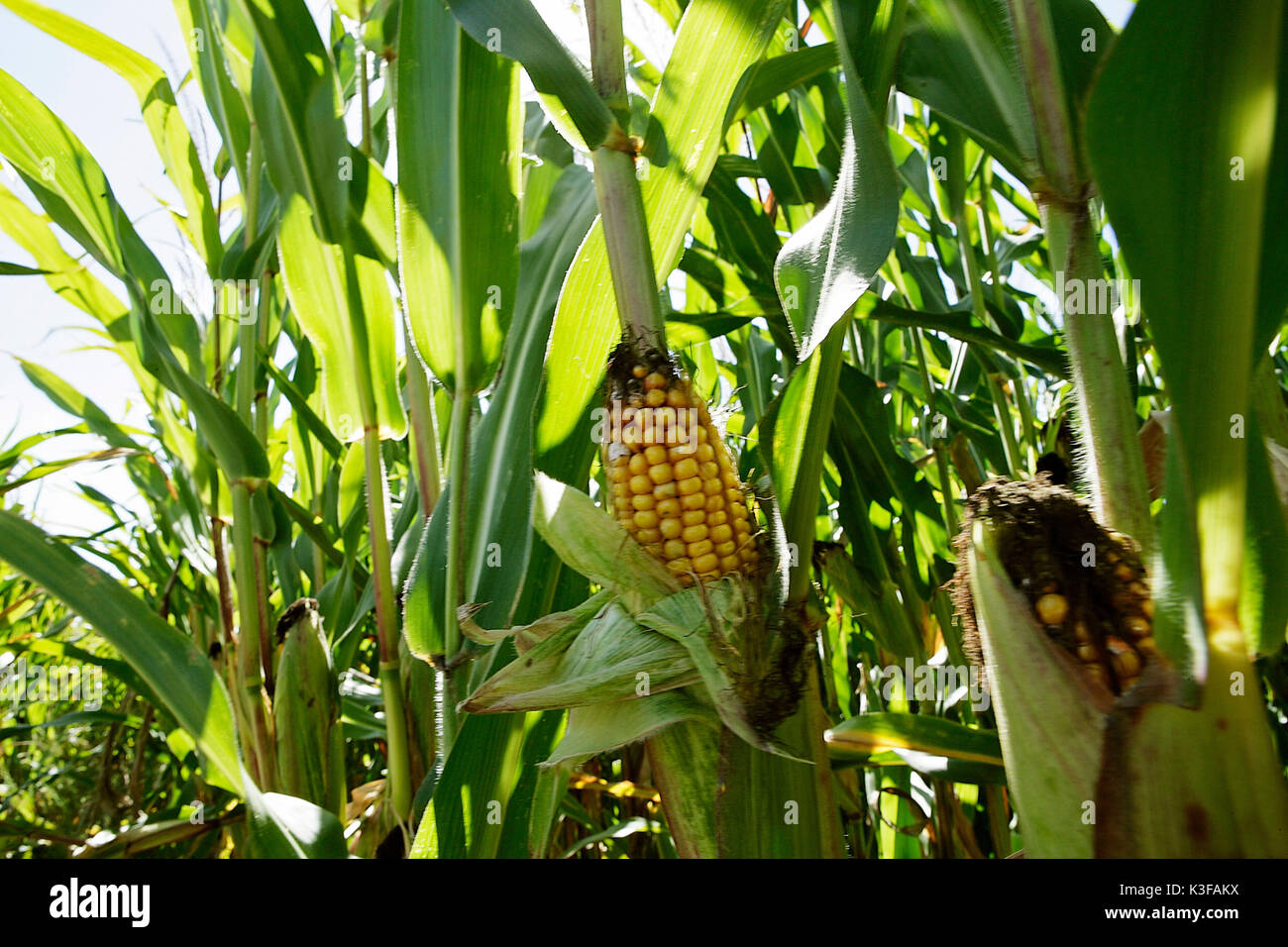 Field corn plant hi-res stock photography and images - Alamy