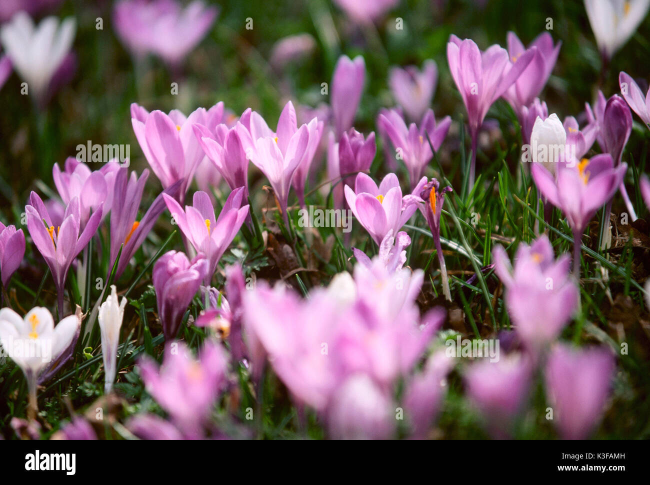 Colourful crocuses hi-res stock photography and images - Alamy