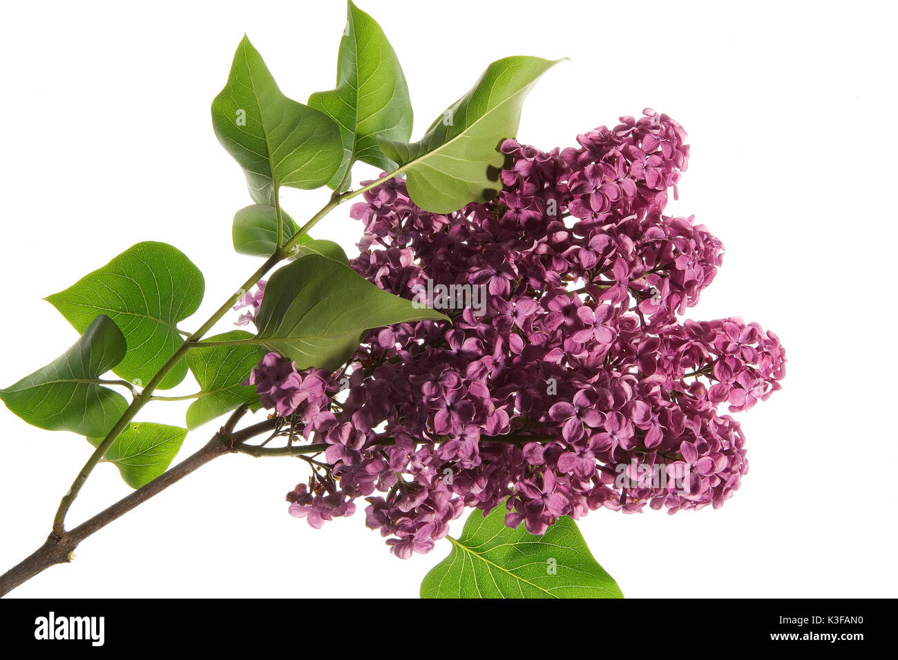 Violet lilac flower icon hi-res stock photography and images - Alamy