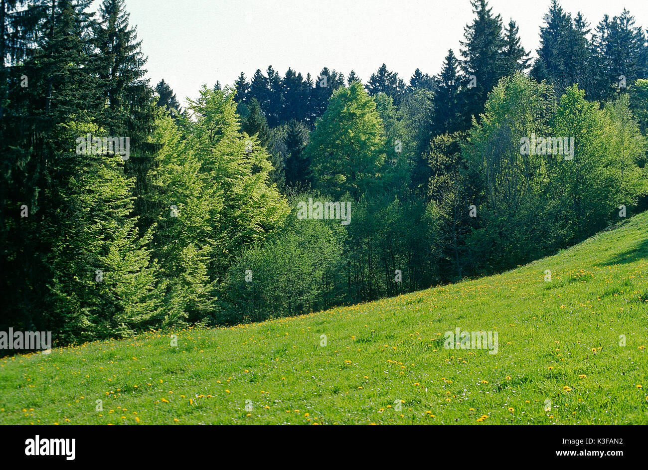 Conifers edge forest hi-res stock photography and images - Alamy