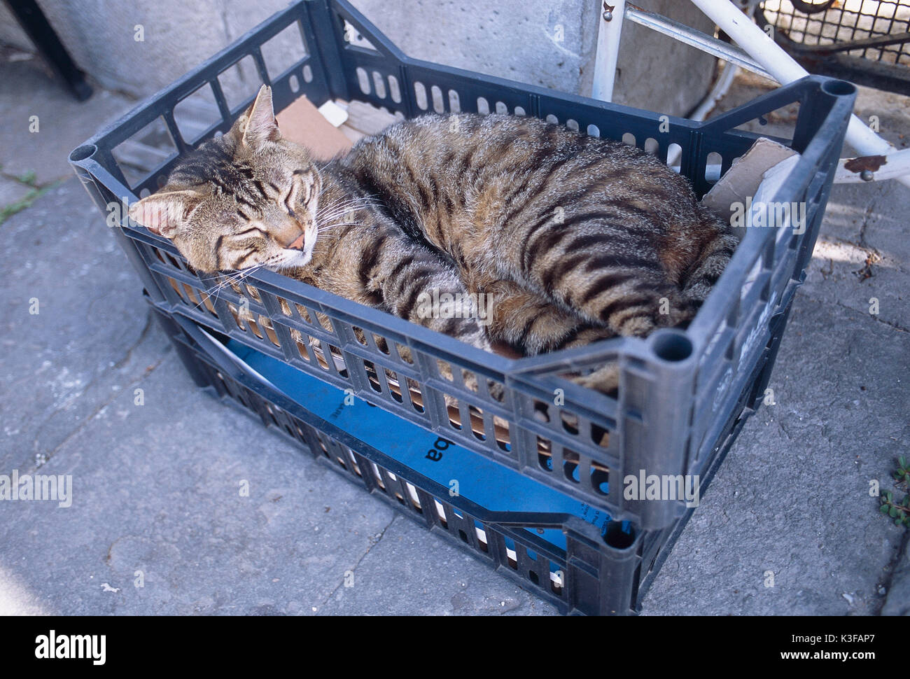 Cat sleeping in box hi-res stock photography and images - Alamy